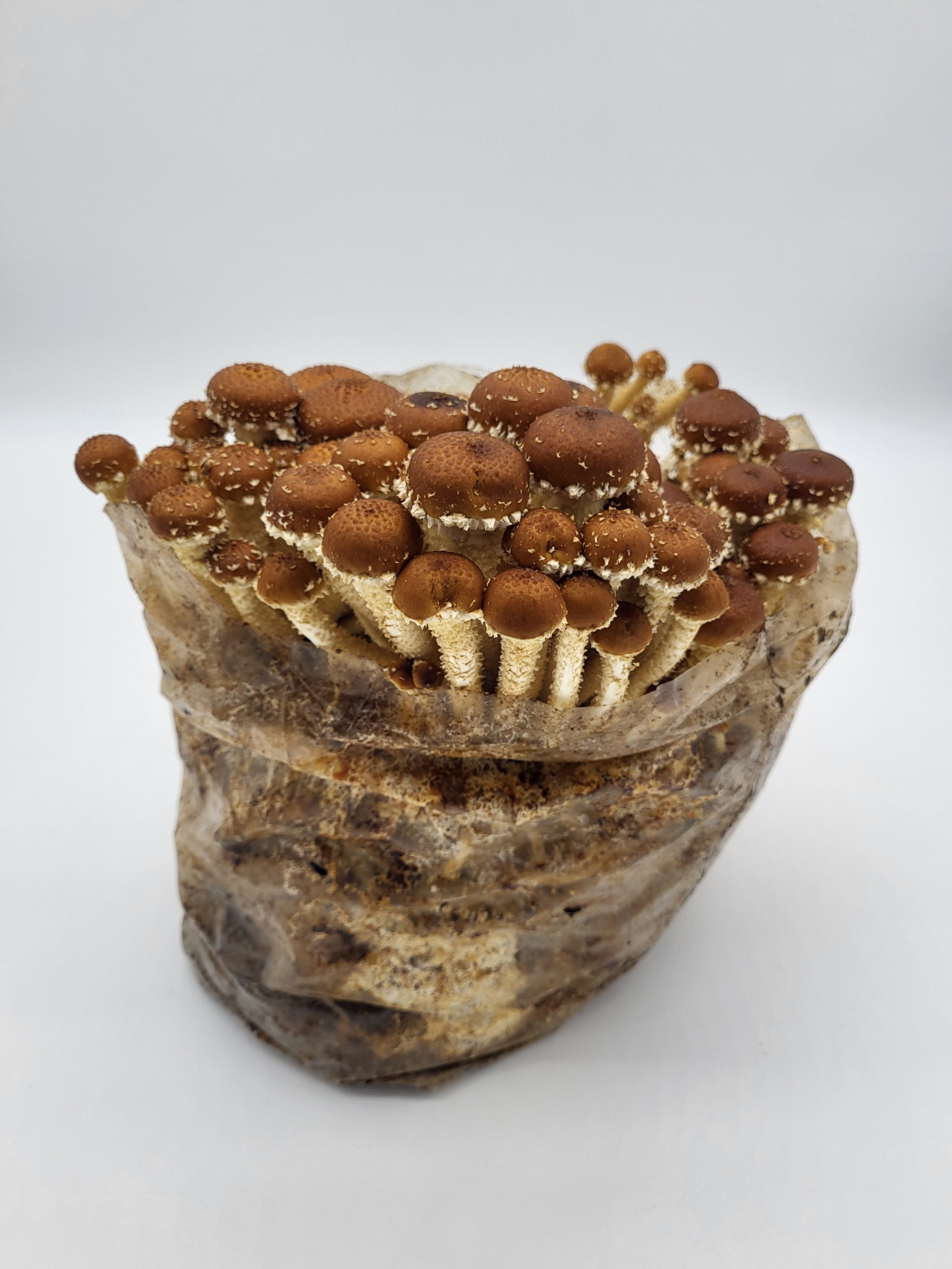 Organic Chestnut Mushrooms