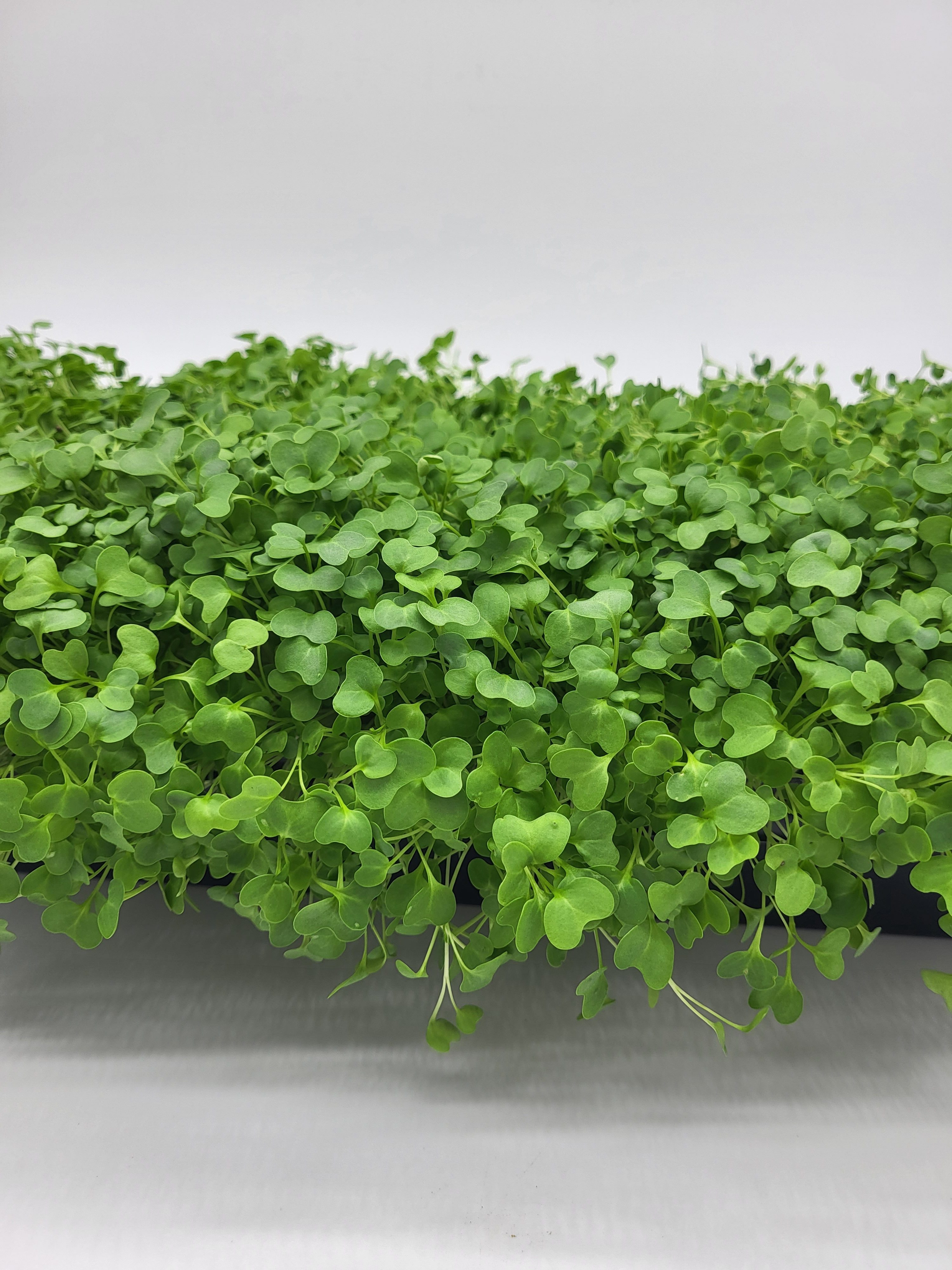 4oz Kale Microgreens